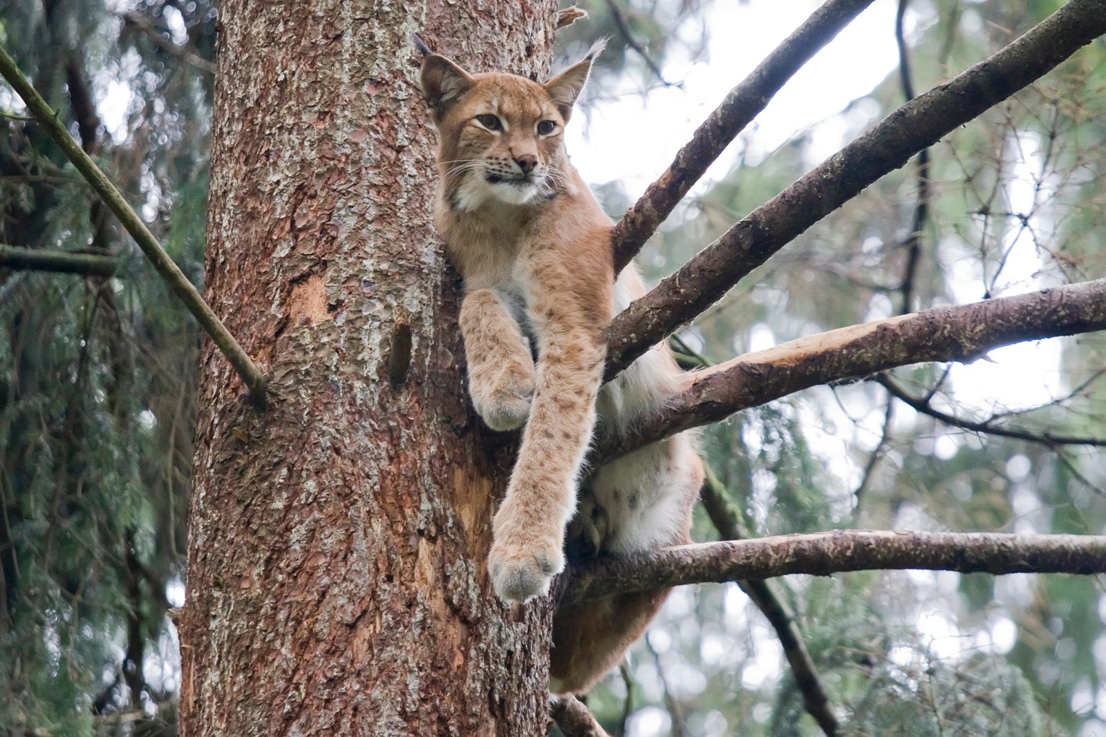Susipažinkite: paslaptingoji miškų karalienė – lūšis - Naturalit