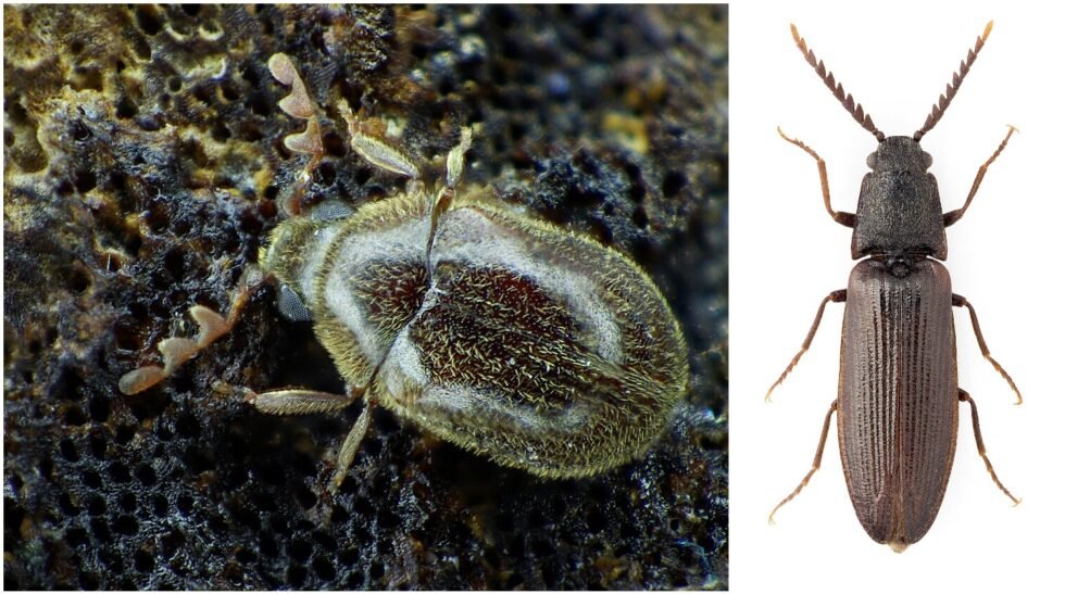 In Punia Forest – 28 beetle species discovered for the first time in ...