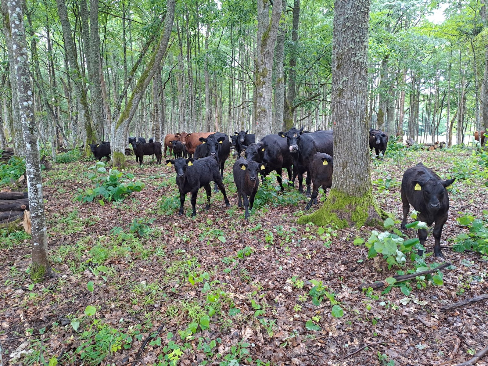 Kas ūkininkus motyvuotų imtis ganymo miškingose ganyklose? - Naturalit